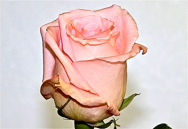 Roses d’Equateur et de Colombie - Flor del caribe